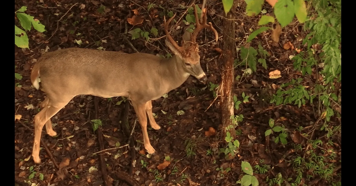 About Whitetail Scent Glands | Hook & Barrel Magazine