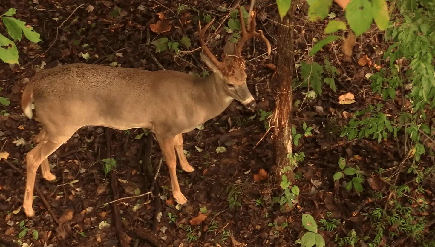About Whitetail Scent Glands | Hook & Barrel Magazine
