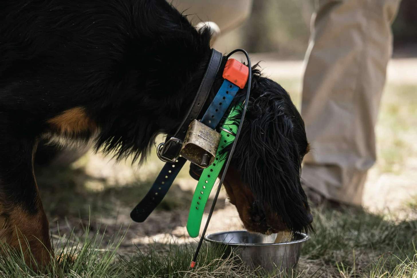 How To Keep Your Gun Dog Cool During Training | Hook & Barrel Magazine