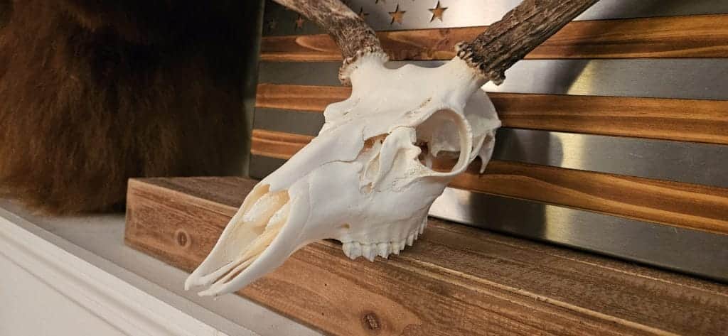 How to Do a European Mount | Hook & Barrel Magazine